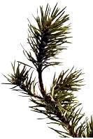 Jack Pine